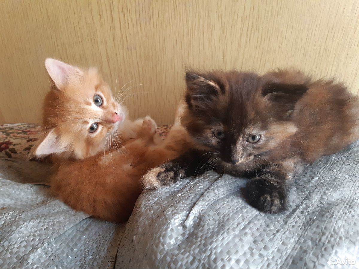 Котята 3мес пушистики