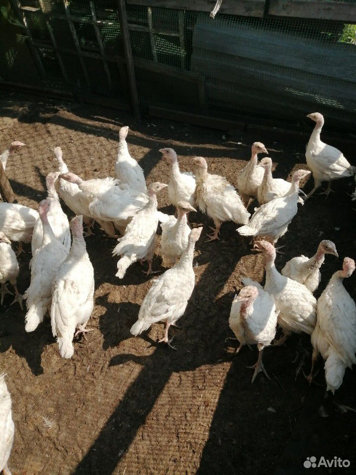 Продам Индюшат