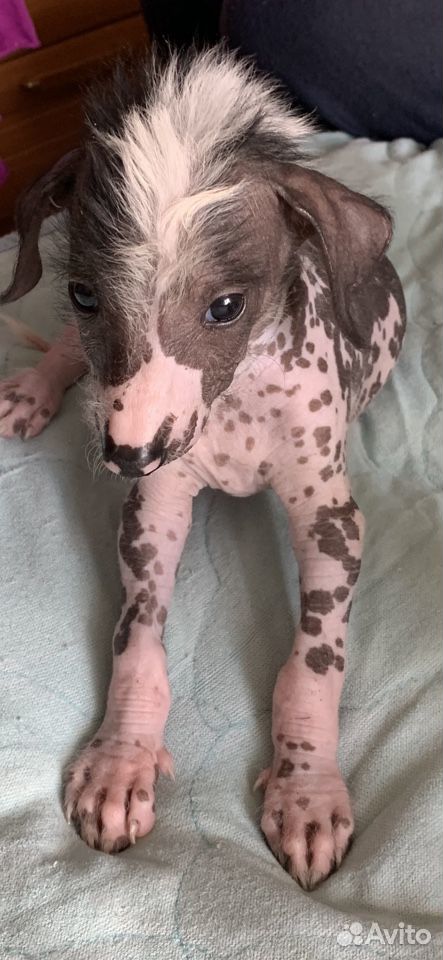 Китайская хохлатая