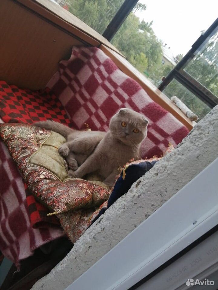 Отдам вислоухого кота даром. В связи с переездом