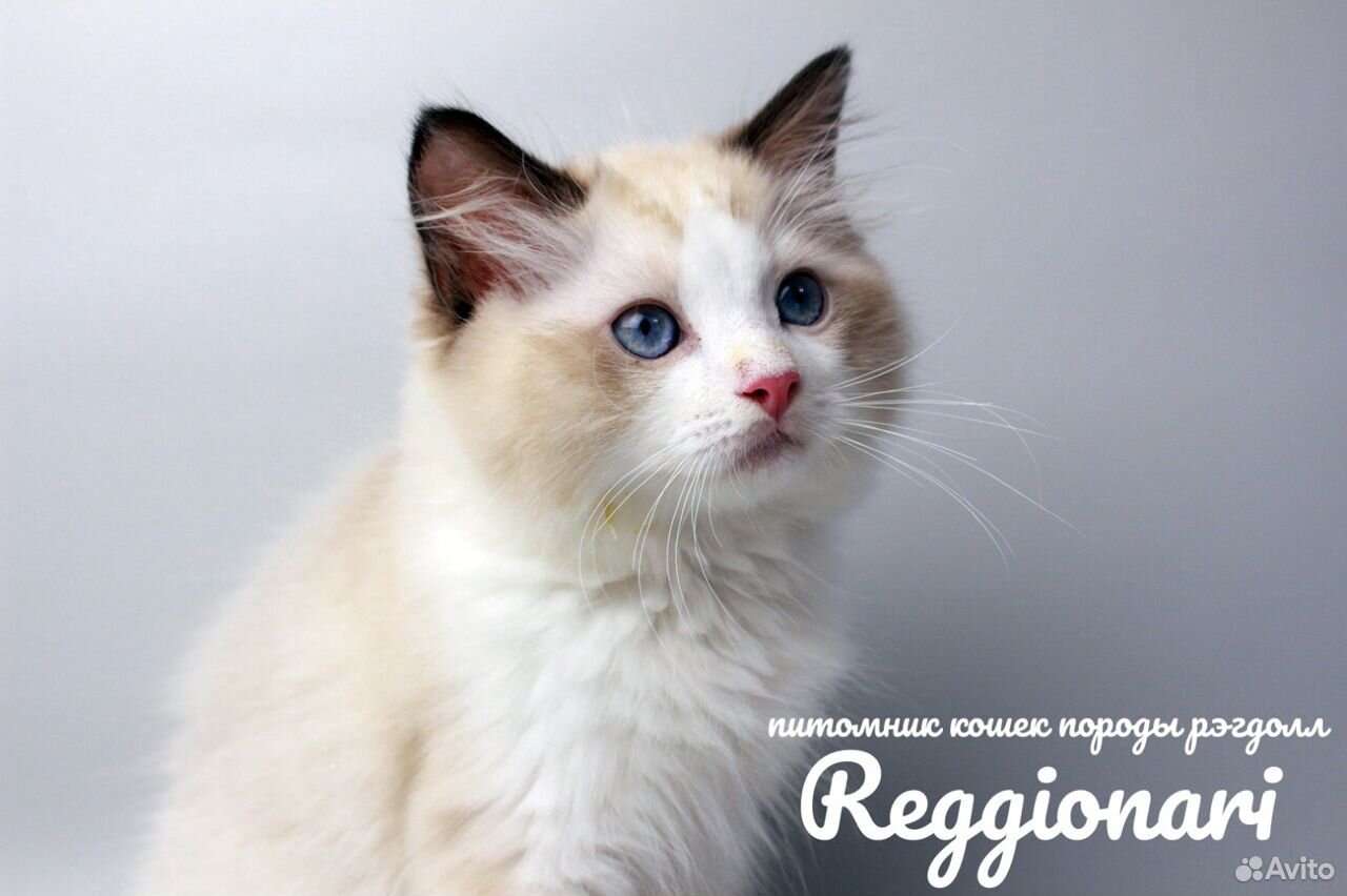 Котенок рэгдолл мальчик