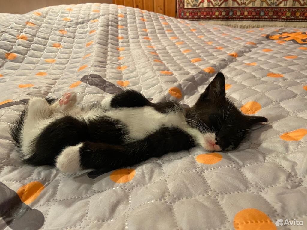 Котёнок 1,5 мес