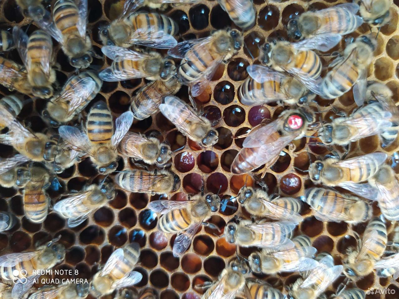 Племенная матка Бакфаст