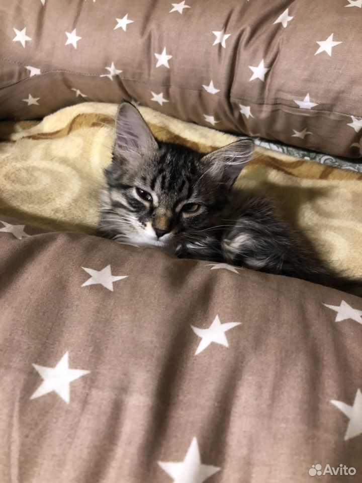 Метис Сибирского девочка