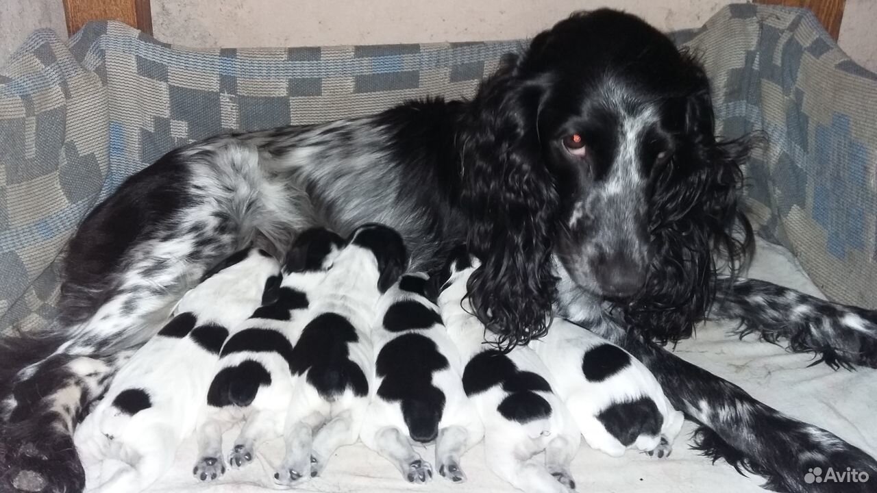 Щенки русского спаниеля