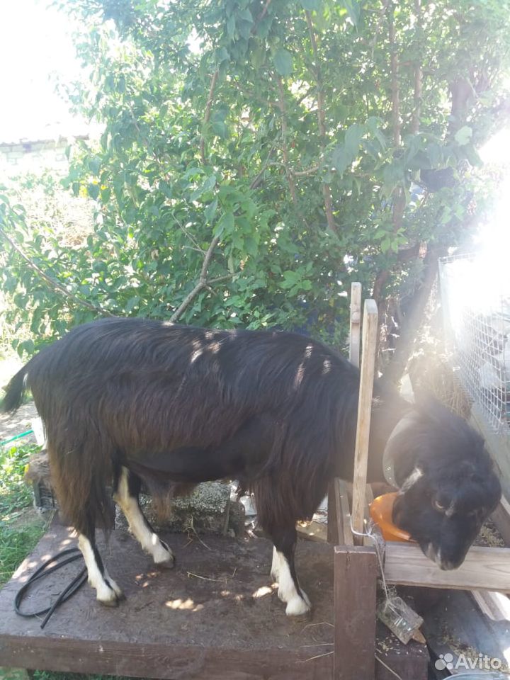 Продаются козы