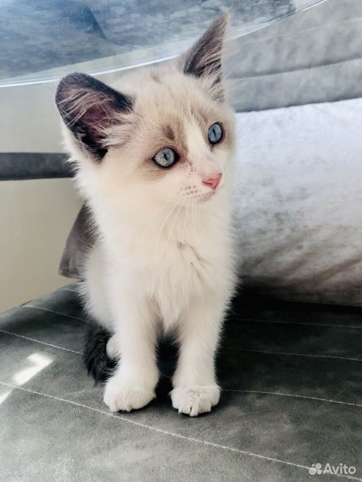 Котенок ищет дом