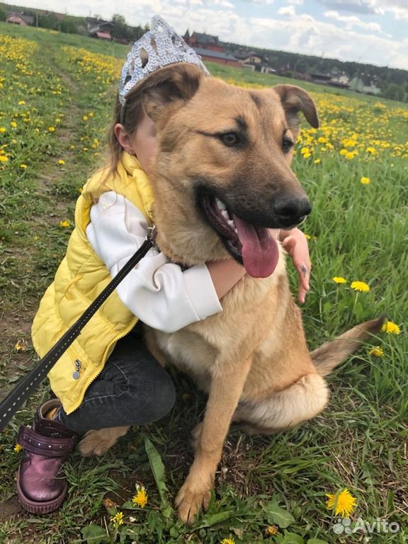 Рыжая красотка Белка в дар