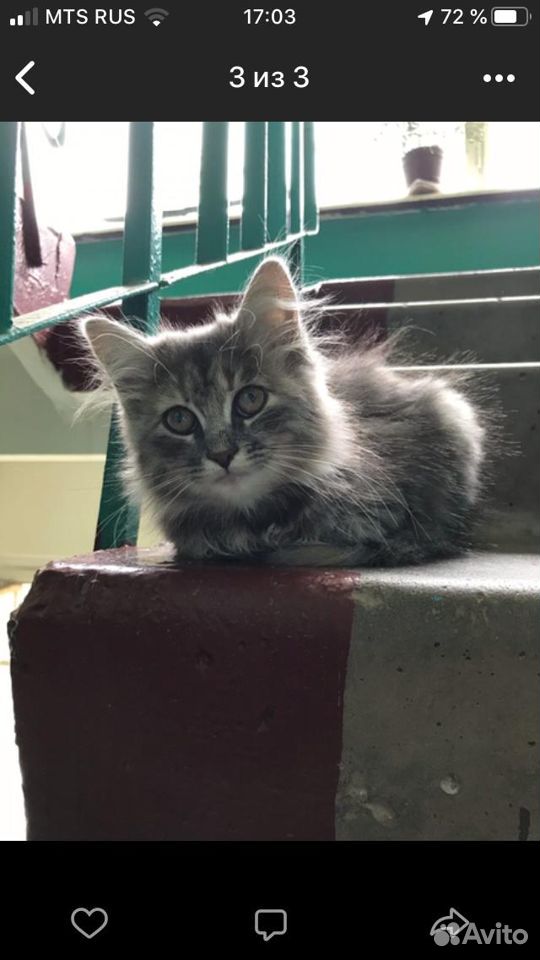 Котёнок