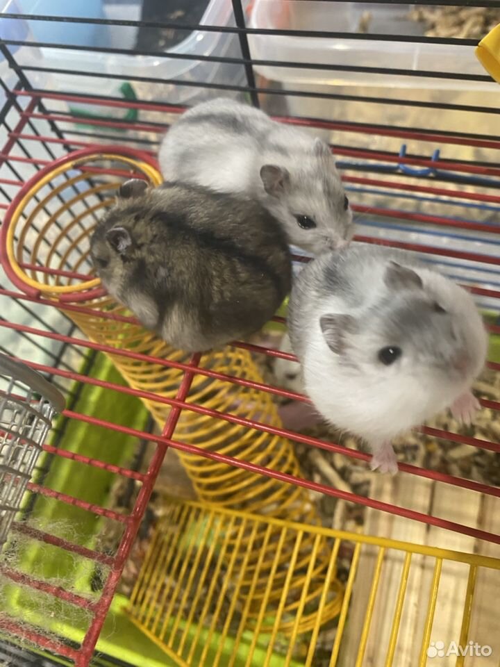 Джунгарский хомяк