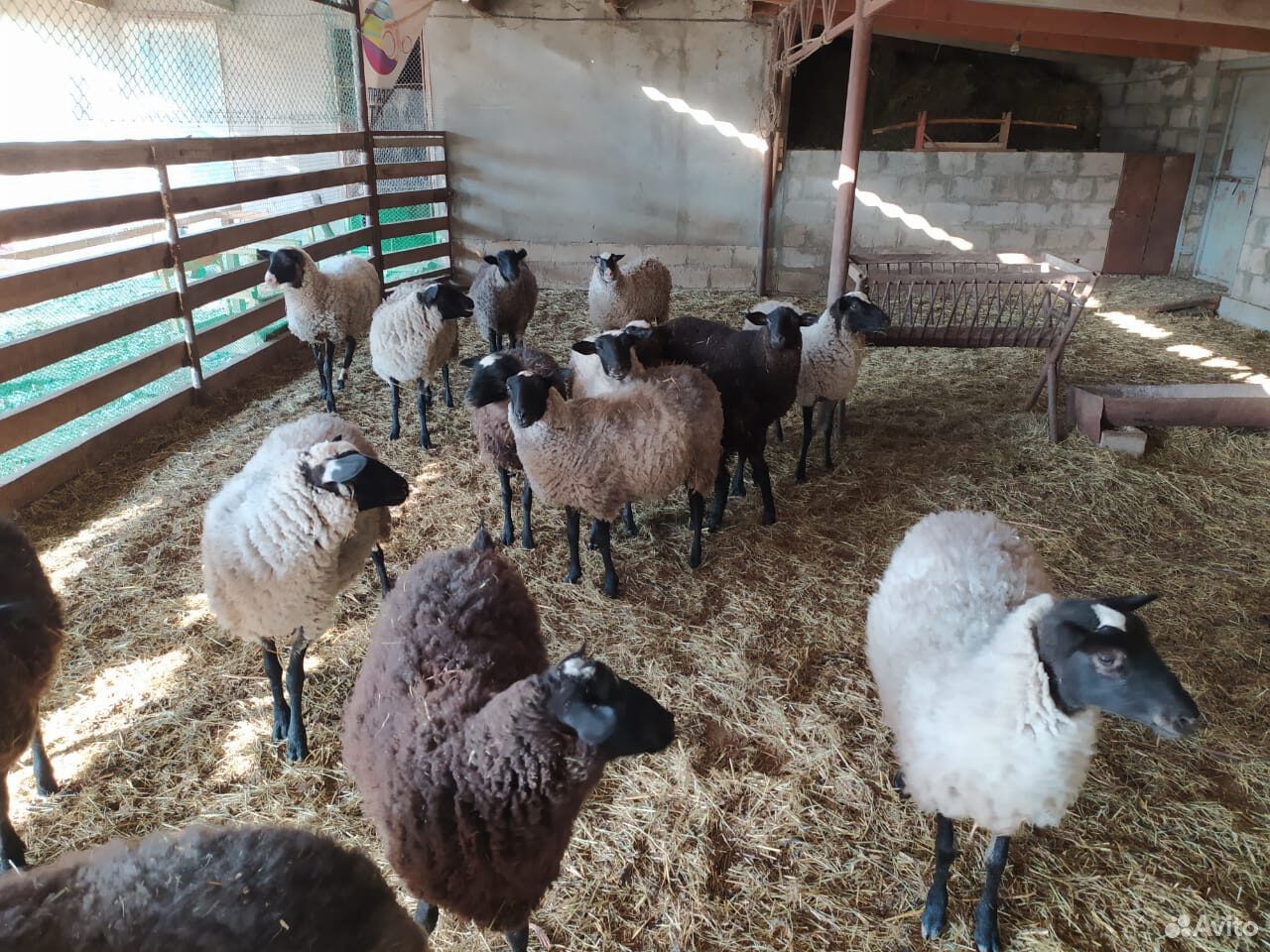 Ягнята баранчики