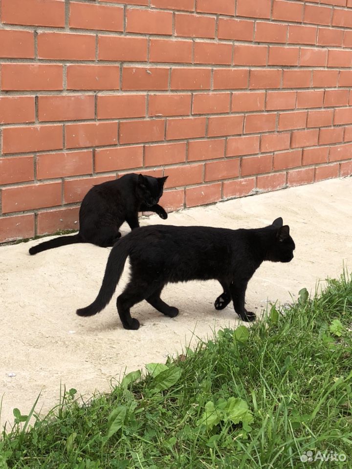 Чёрный котёнок