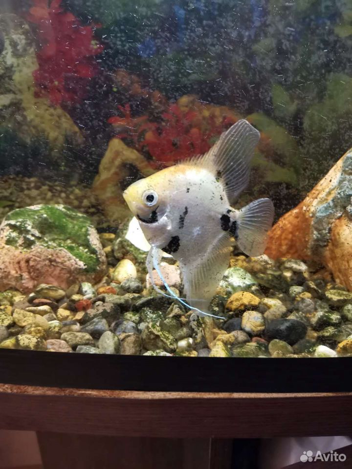 Рыба Скалярка (самка)