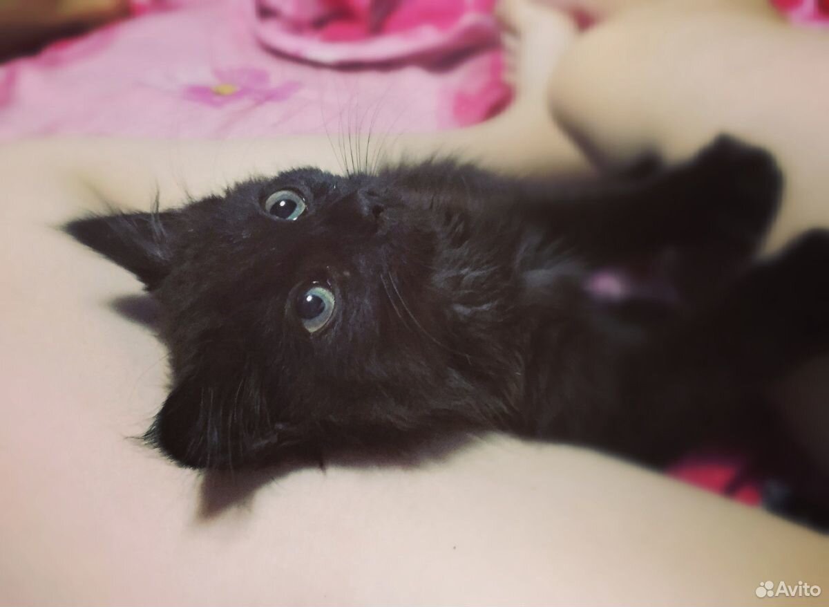 Чучело-мяучело ищет дом