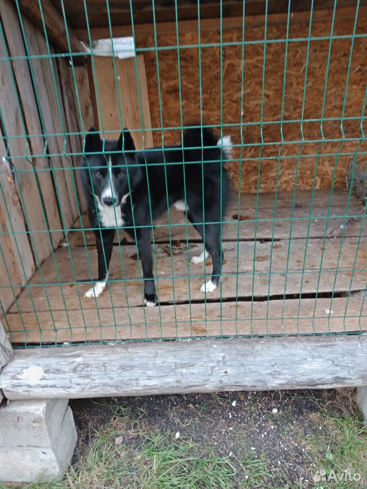 Лайка русско-европейская. вязка