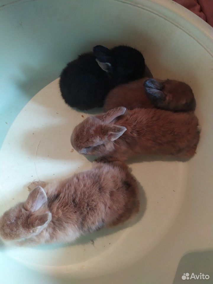 Кролики декаротивные