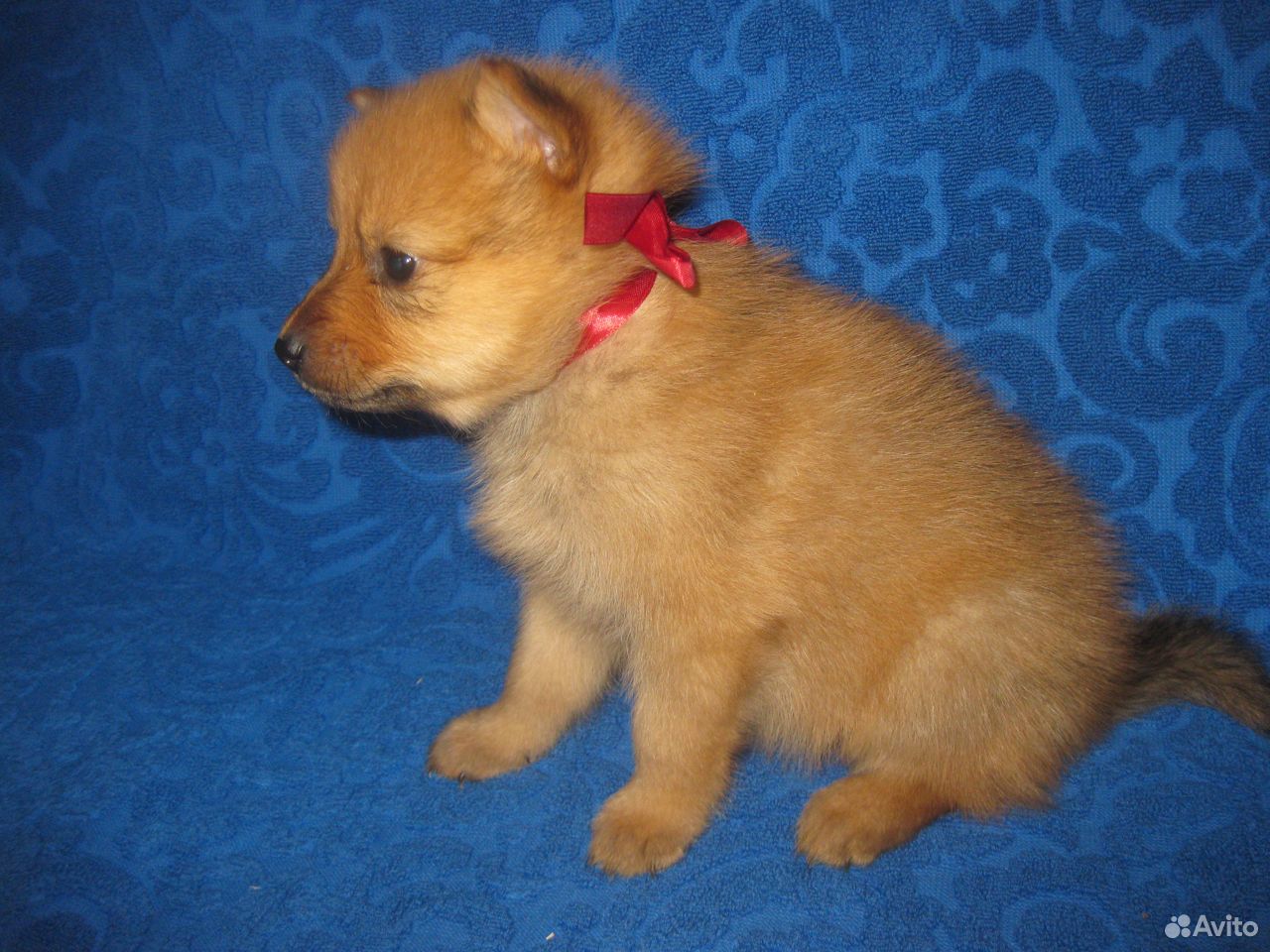 Карело - финская лайка