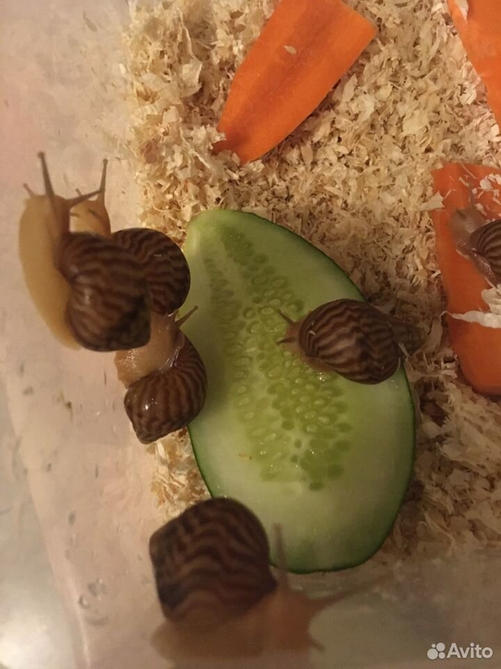 Улитки Ахотина