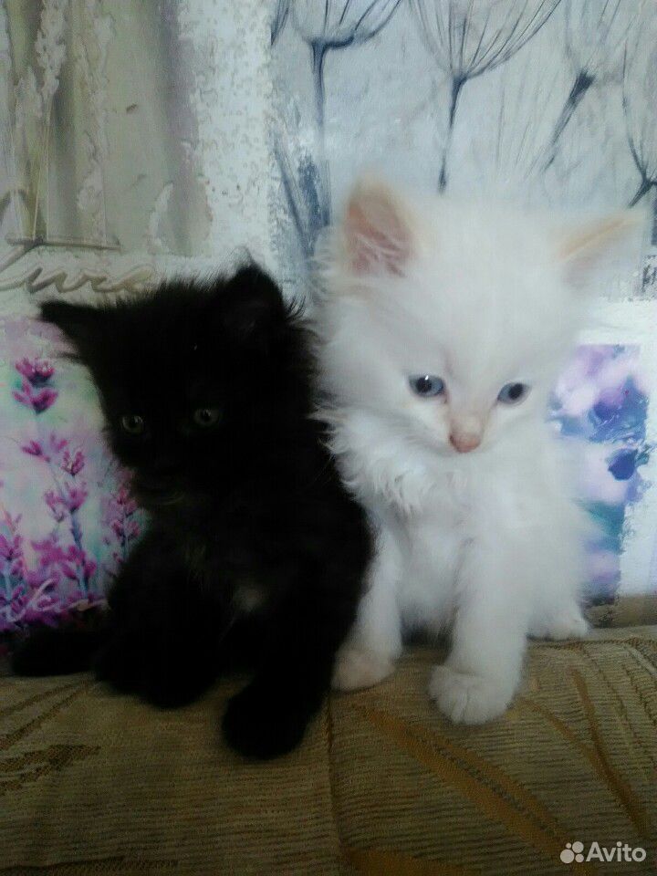 Котята