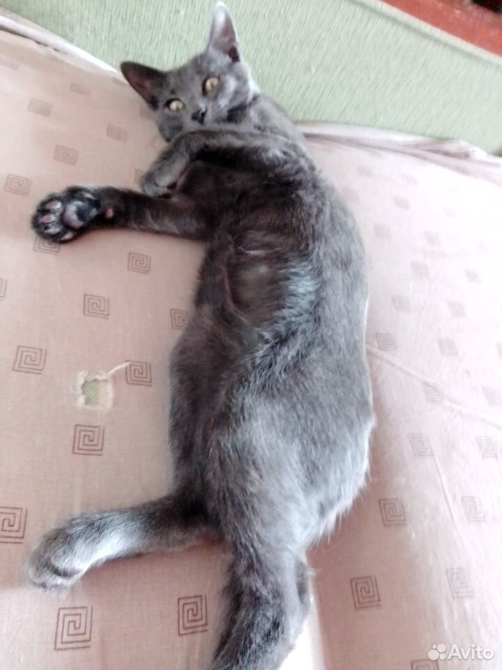 Котик,в добрые руки бесплатно,к лотку приучен,прош