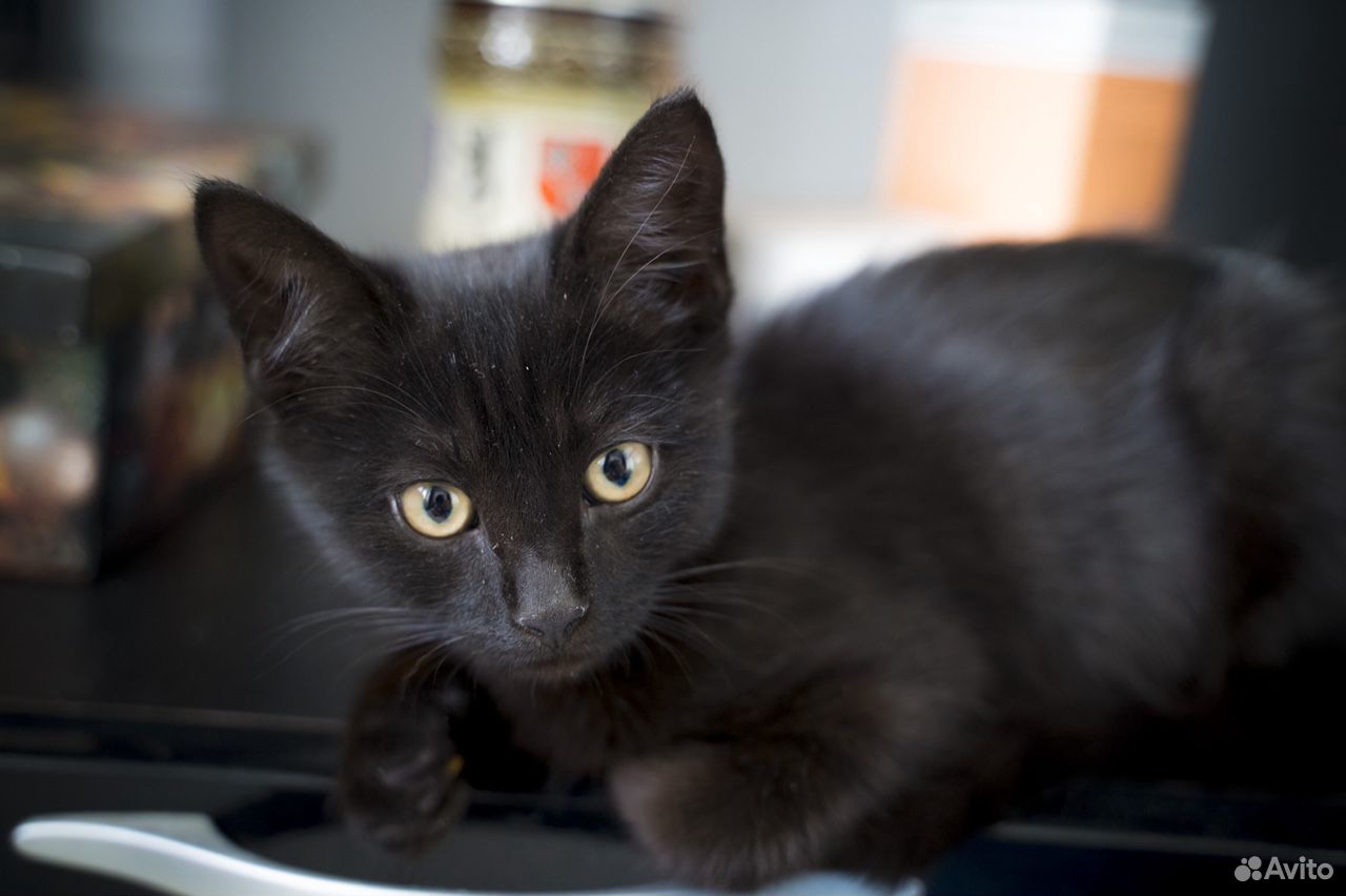 Ласковый котёнок ищет родителей