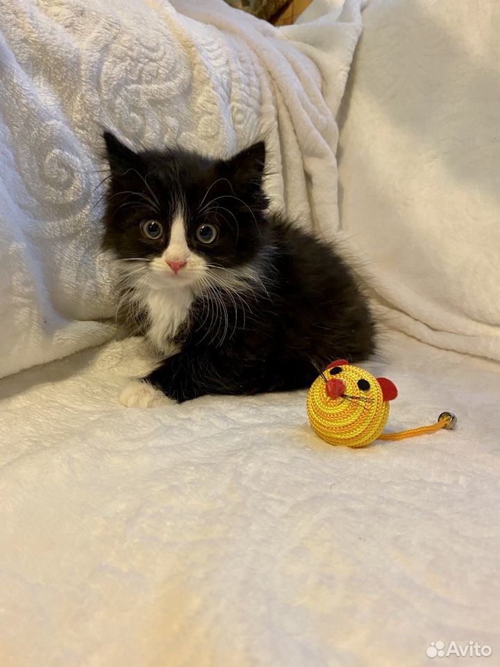 Котёнок Брюс