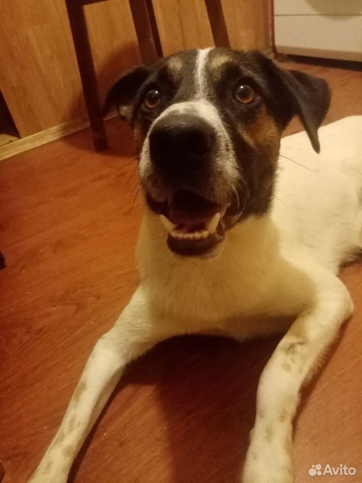 Малыш Билли ищет семью