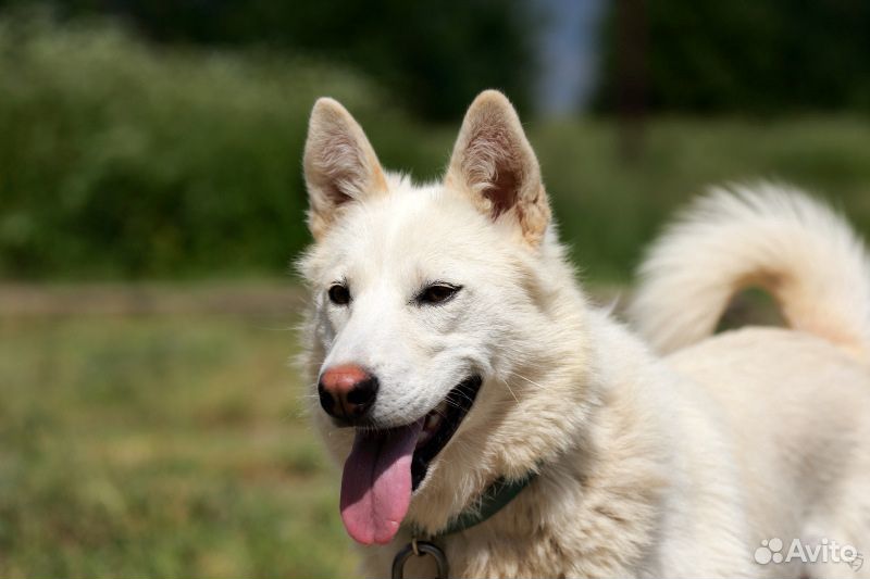 Ярина в добрые руки