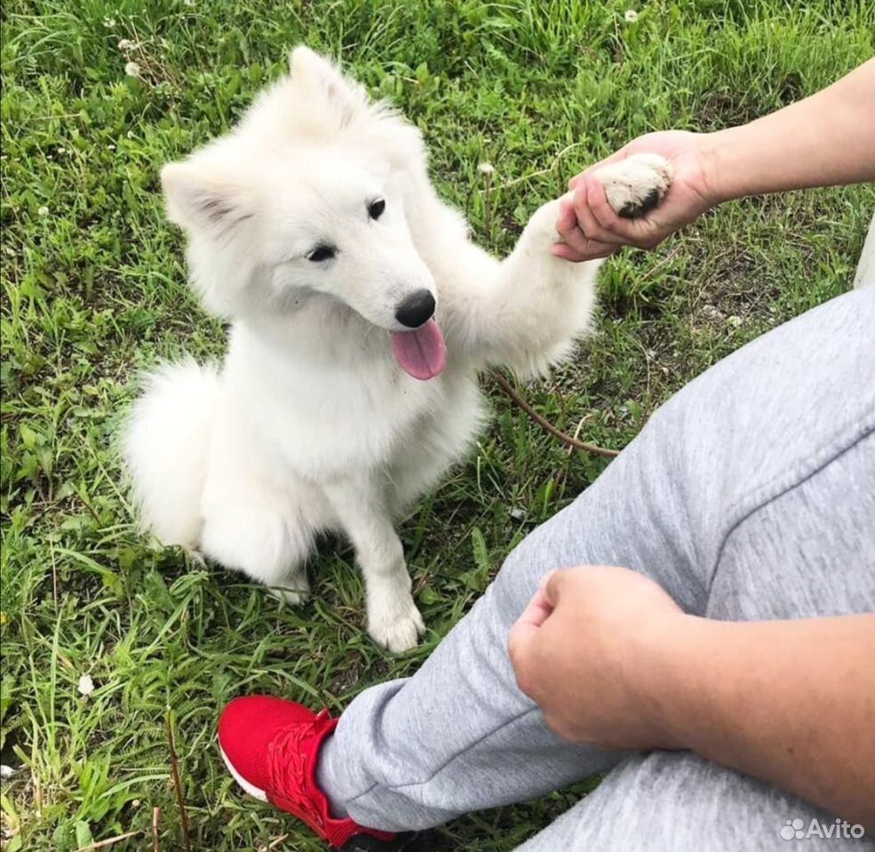 Самоед 8 месяцев 10000 тр