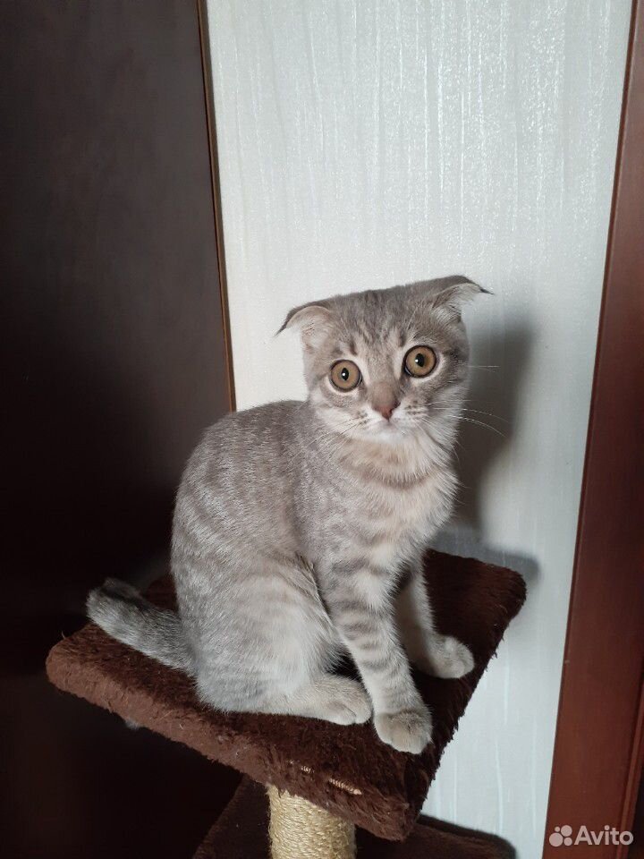 Шотландская вислоухая