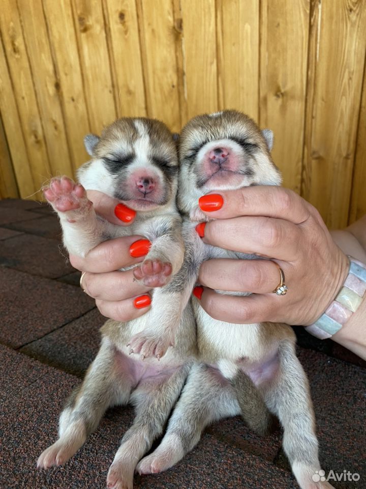 К резерву акита