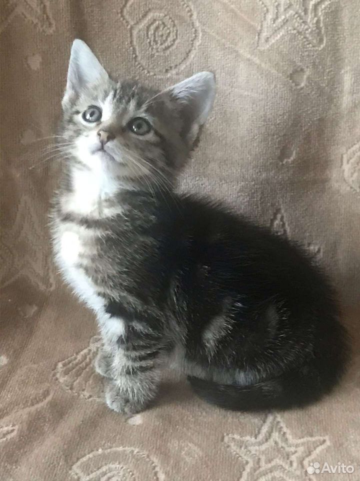 Котёнок Миледи