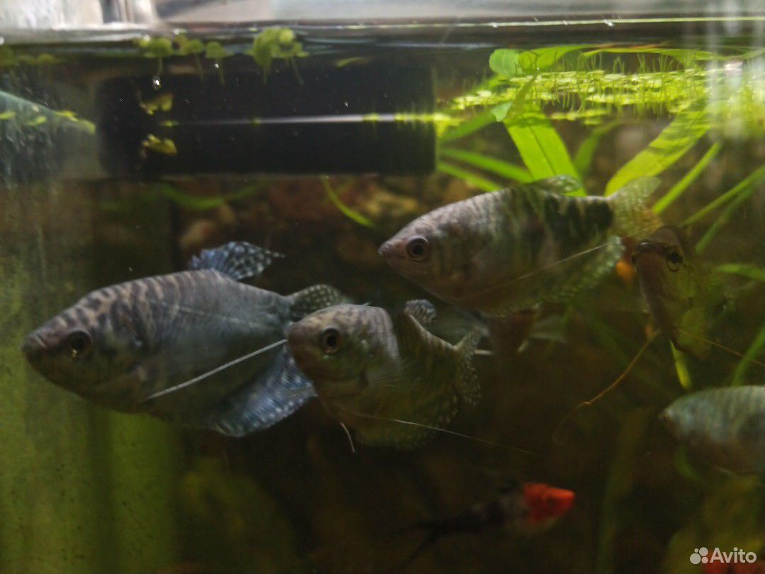 Взрослые гурами самцы и самки