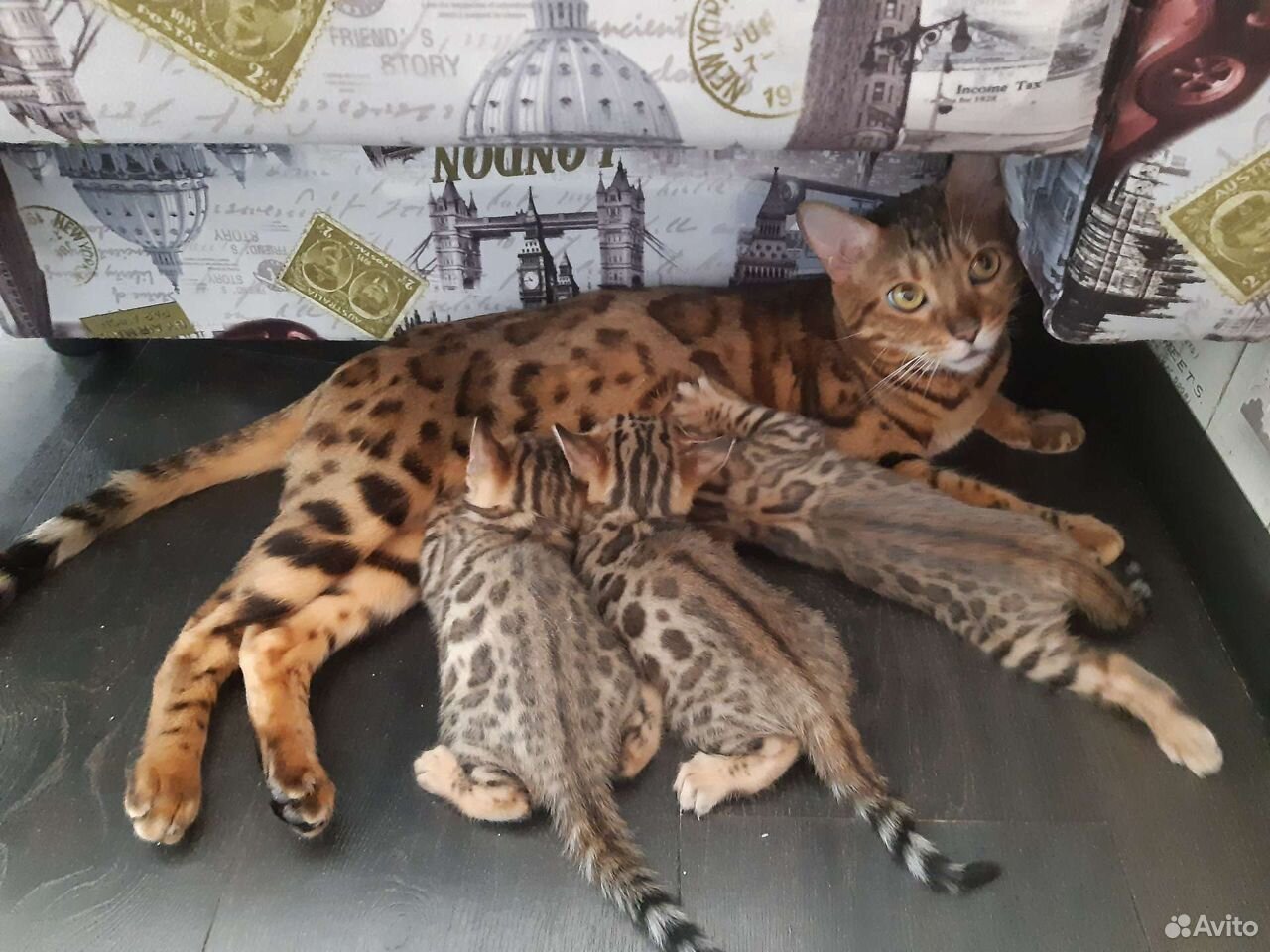 Бенгальская