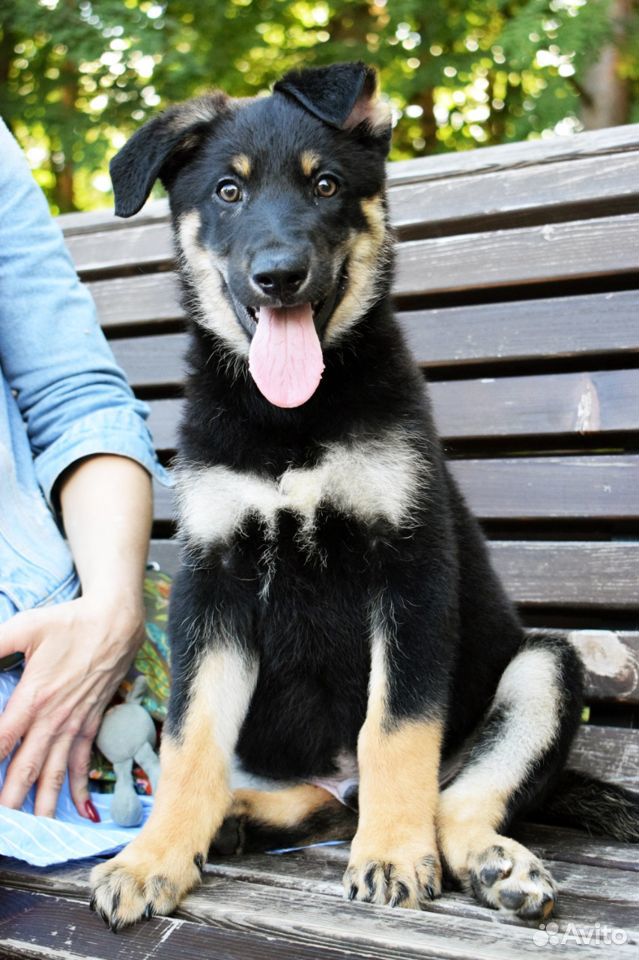 Вальтер 3 мес ищет дом