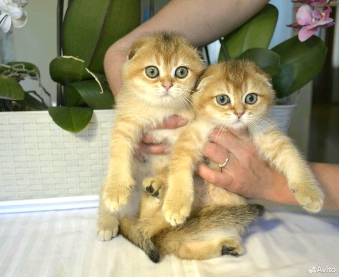 Супер котятки - золотые шиншиллятки