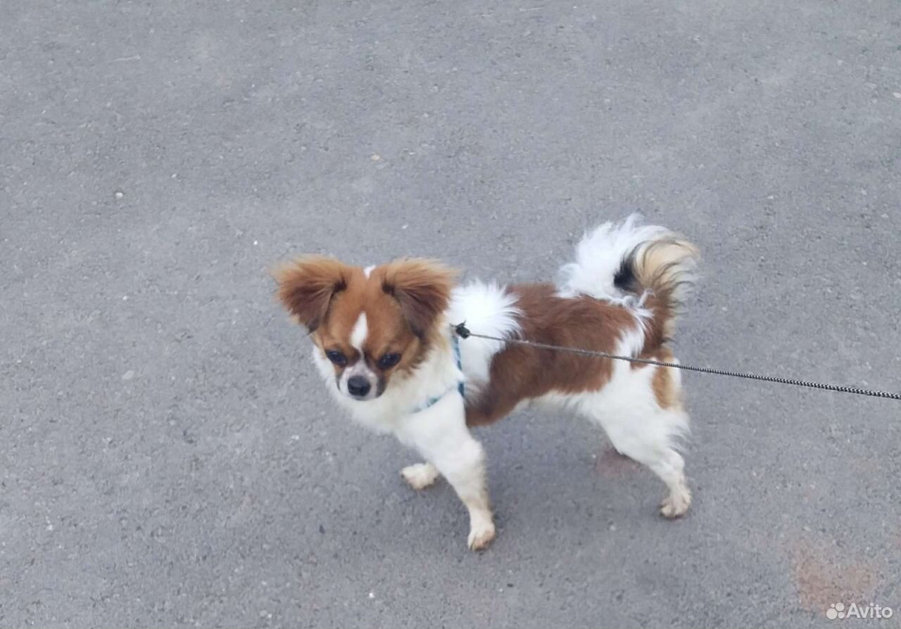 Чихуахуа вязка