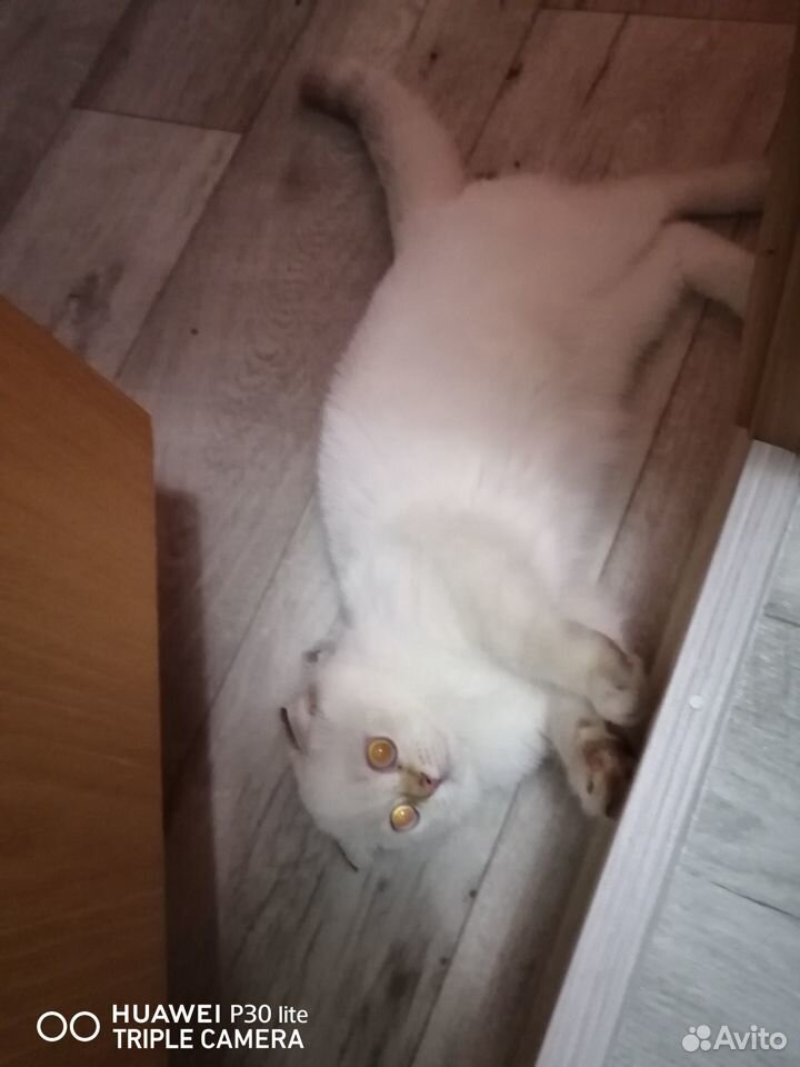 Продам котёнка (девочка)