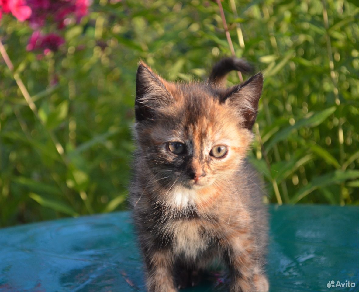 Котенок ищет любимого хозяина