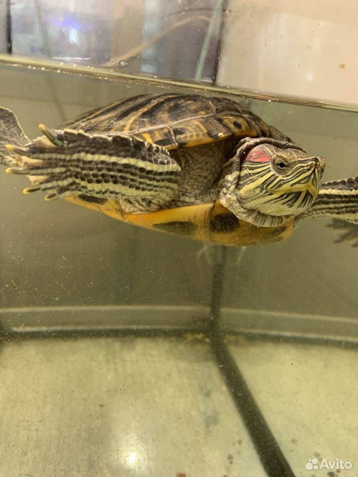 Черепаха красноухая взрослая большая