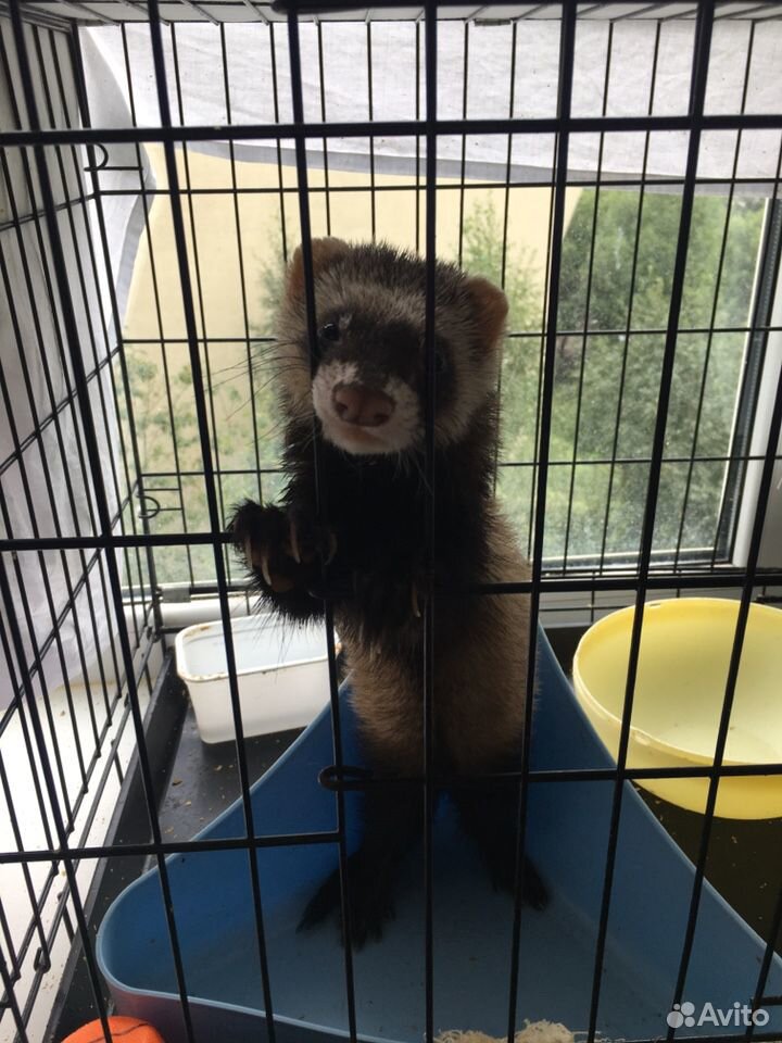 Хорёк (продаётся с клеткой, лотком, и игрушками)