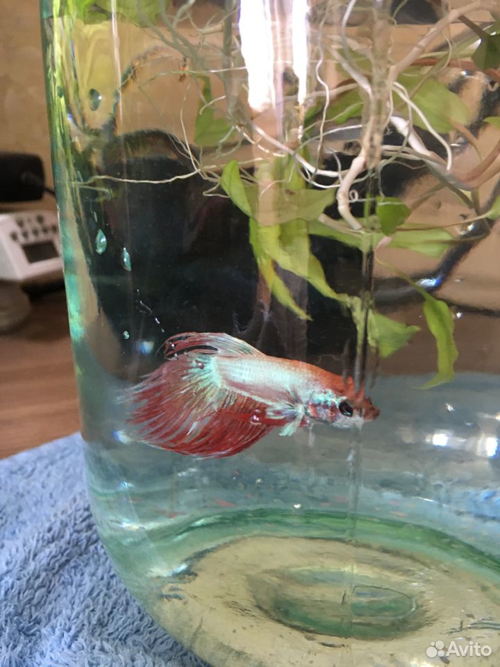 Петушок в дар