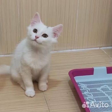 Отдадим кошечку 4 месяца в надежные руки