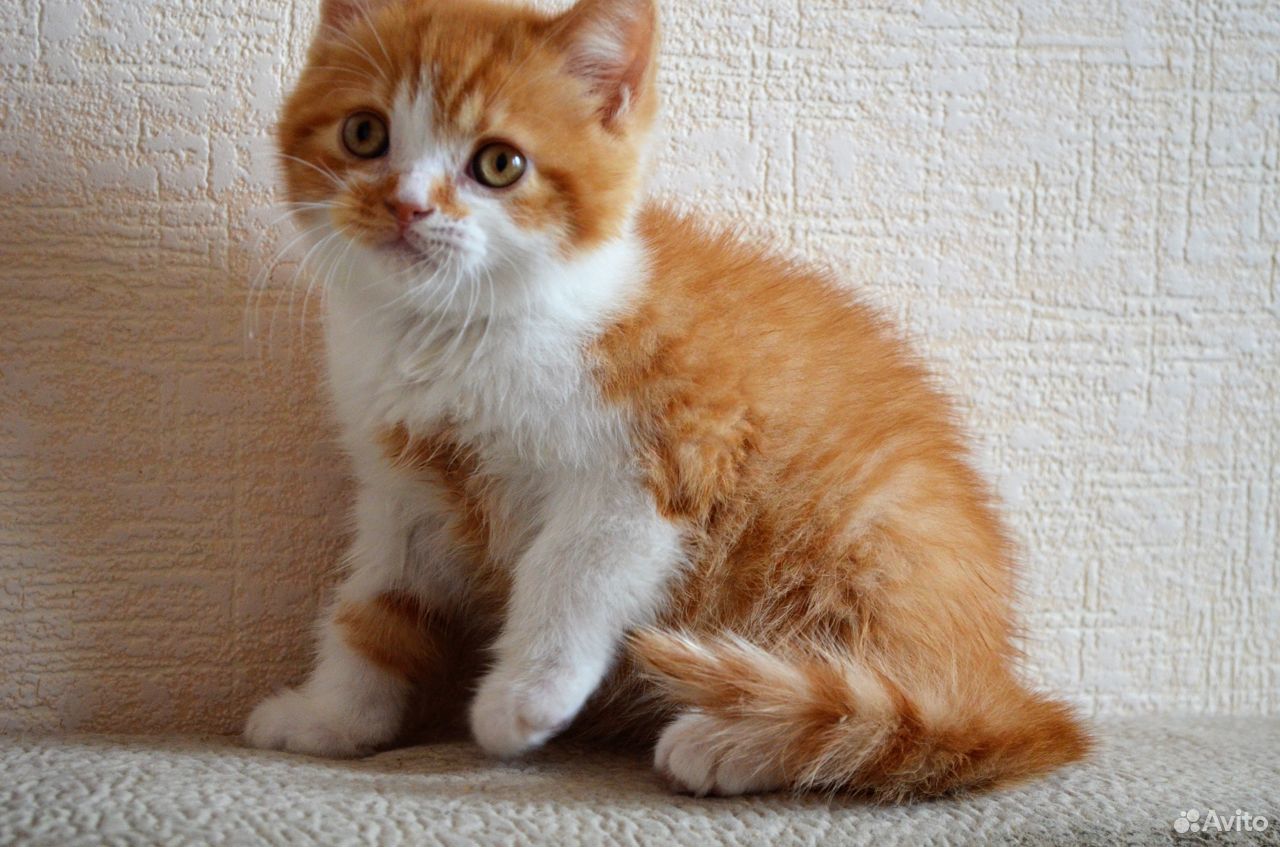 Красное солнышко