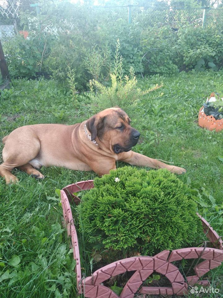 Бурбуль ищет невесту