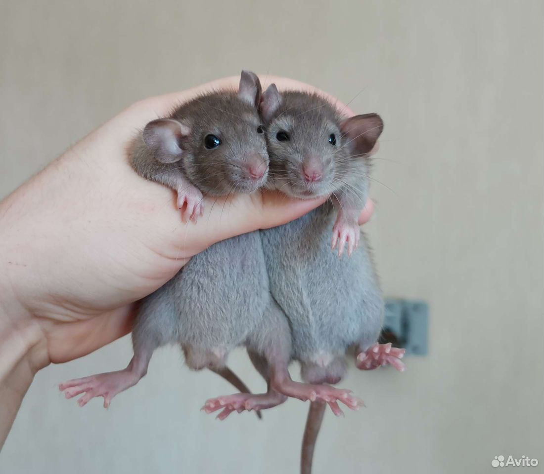 Крысята дамбо циннамон корица минк норковые