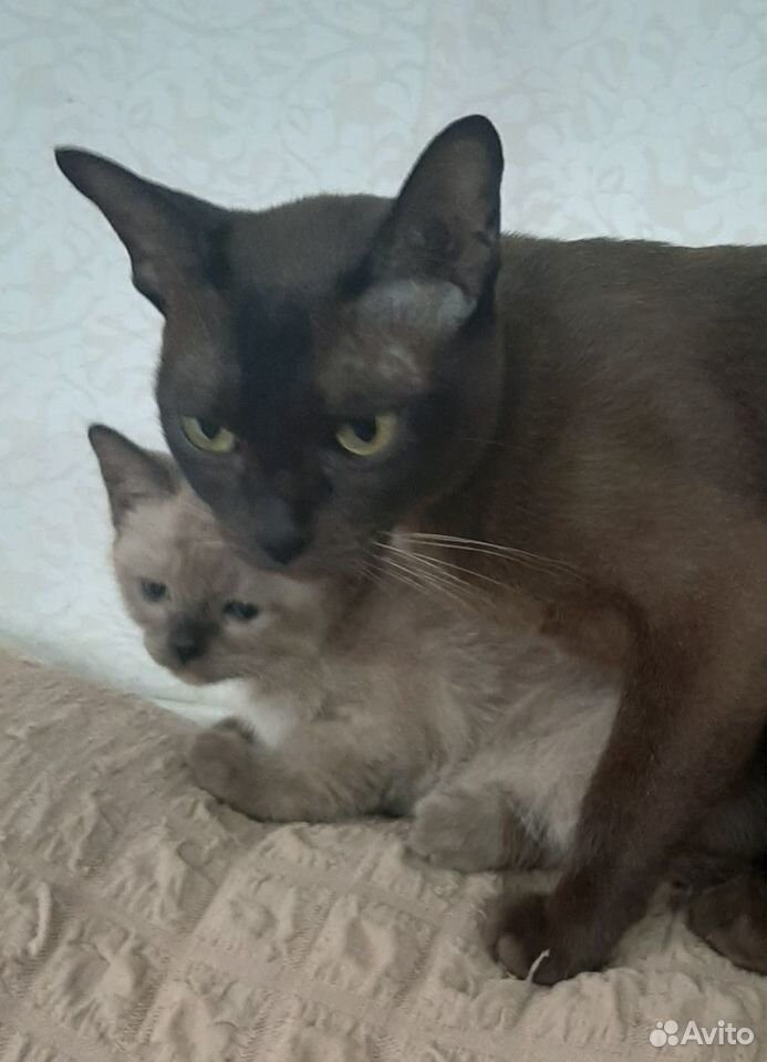 Котята бурманской породы