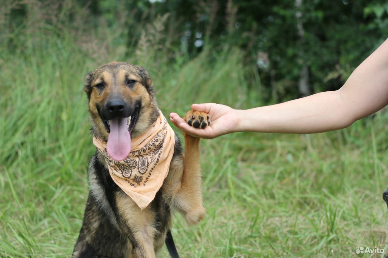 Щенок Комета в добрые руки
