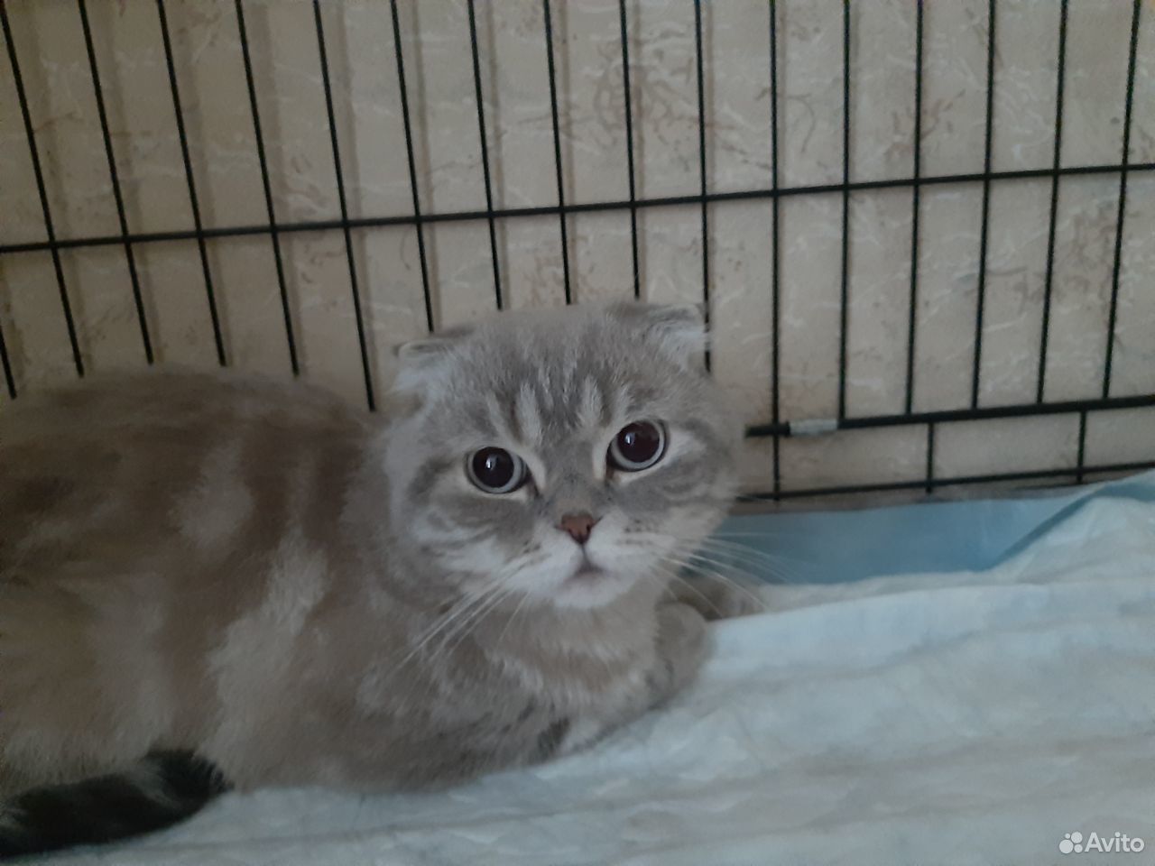 Шотландская