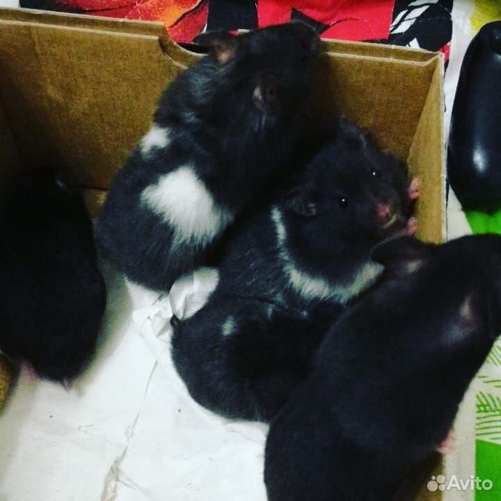 Сирийский хомяк